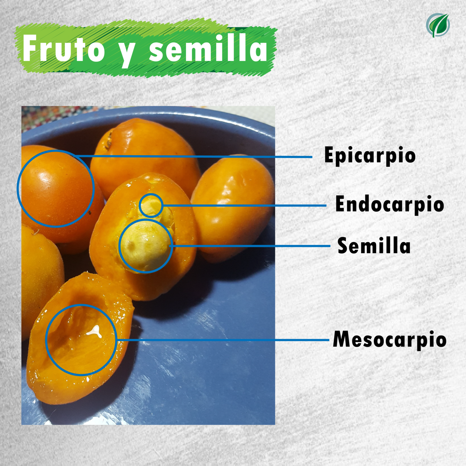 Plantas bajo la lupa. Conoce su morfología. | Supermercadodeplantas