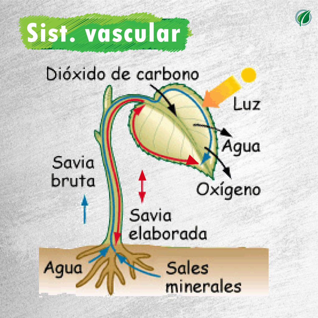 Plantas bajo la lupa. Conoce su morfología. | Supermercadodeplantas